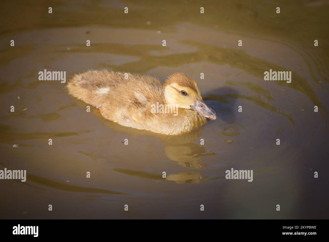 Duckling swimming in the pond Stock Photo - Alamy