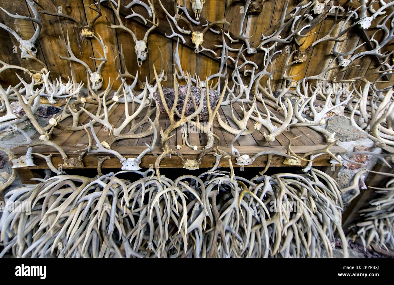 1958 antler hi-res stock photography and images - Alamy