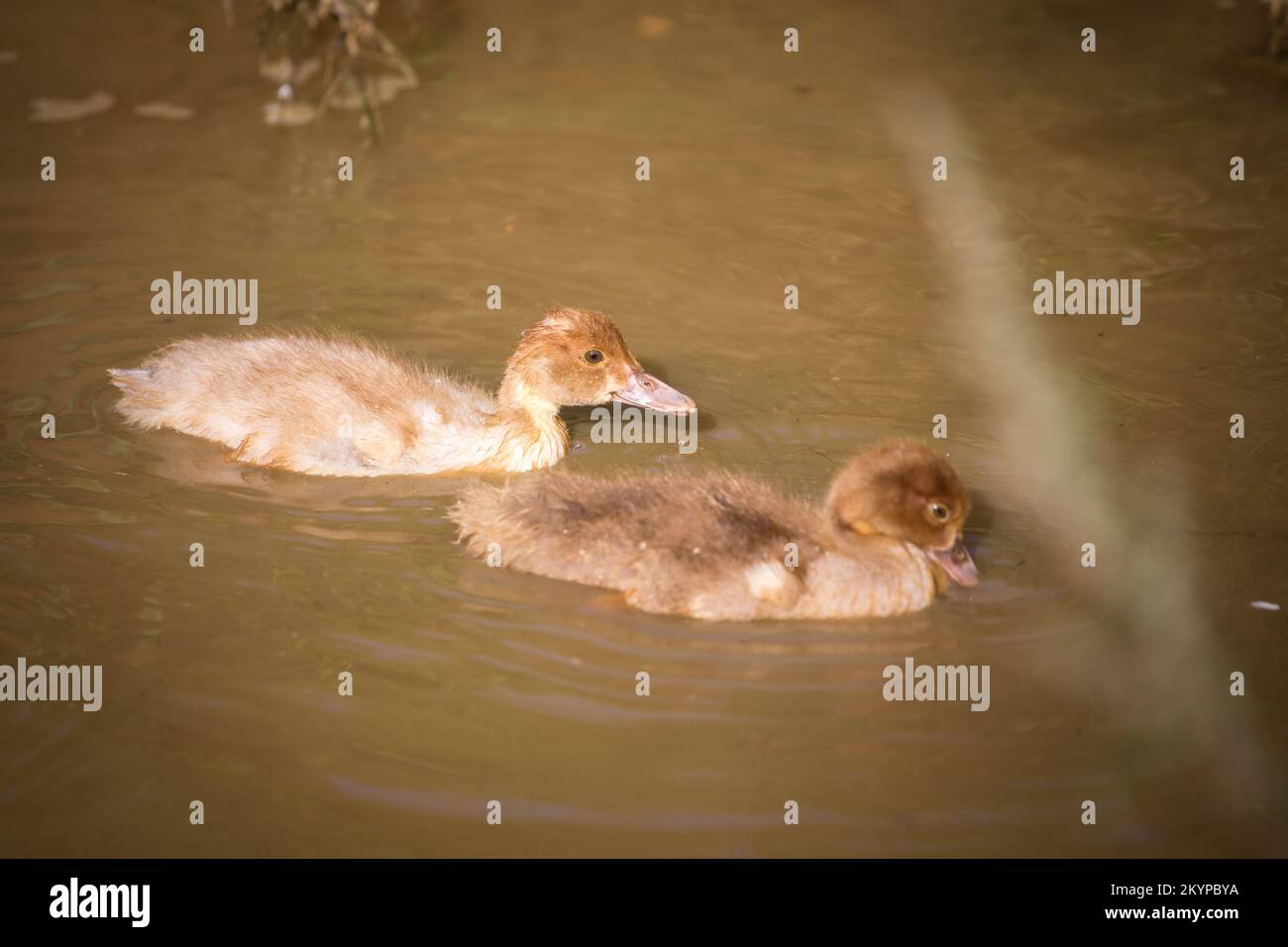 Two ducklings swimming in the pond Stock Photo - Alamy