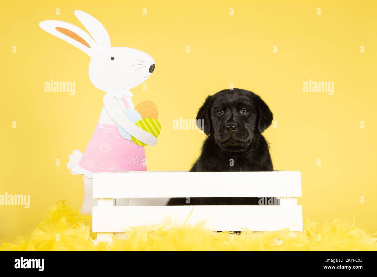An adorable black labrador retriever puppy dog in a white crate on a ...