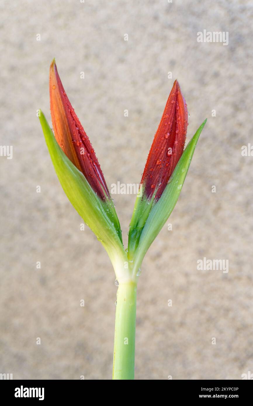 Huge bright buds of red lily flower Amaryllis in the garden with water ...