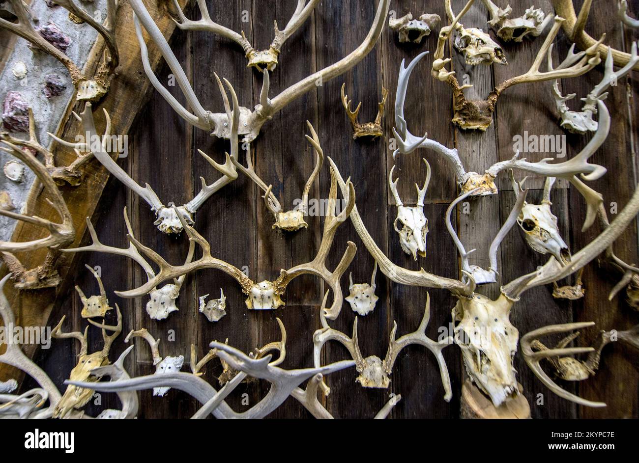 1958 antler hi-res stock photography and images - Alamy