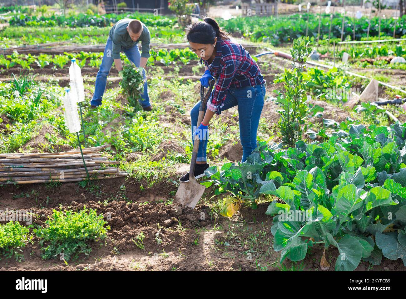 Latina woman with shovel digging in vegetables garden Stock Photo - Alamy