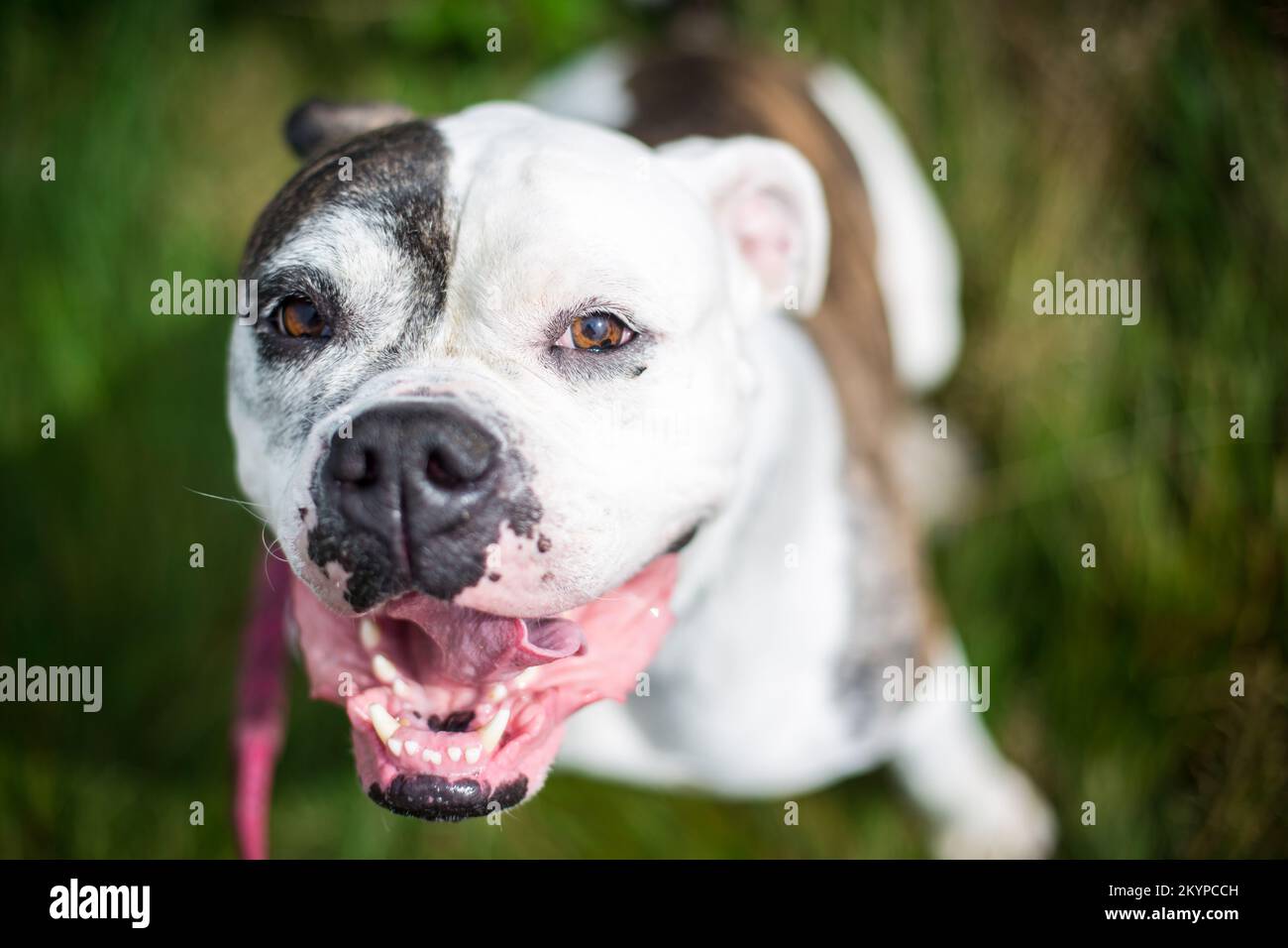 American bully breed dog hi-res stock photography and images - Alamy