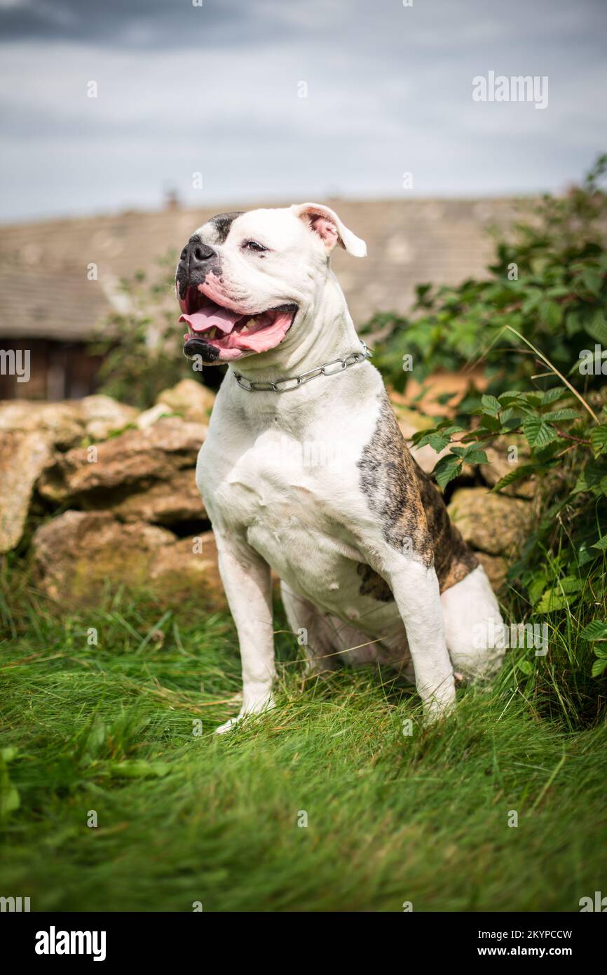 American bully breed dog hi-res stock photography and images - Alamy