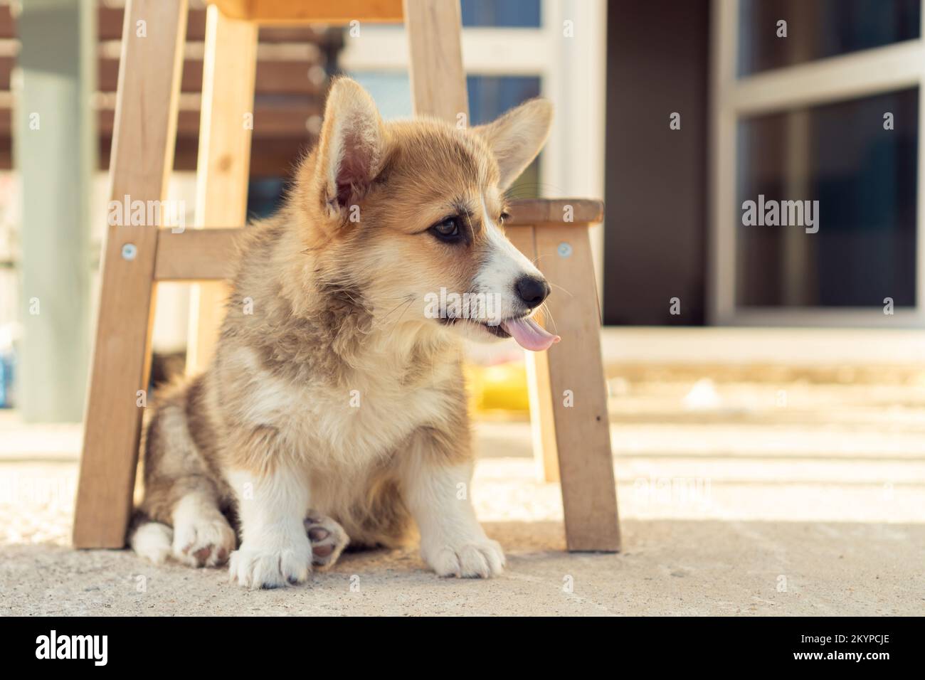 Funny little corgi dog sit on floor outdoors under wooden chair with ...