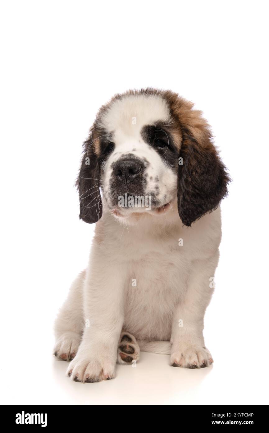 Teacup Saint Bernard