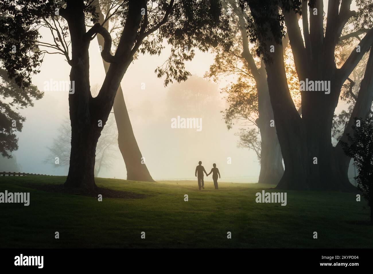 Two people walking in the fog among big trees at sunrise, Hamilton lake ...