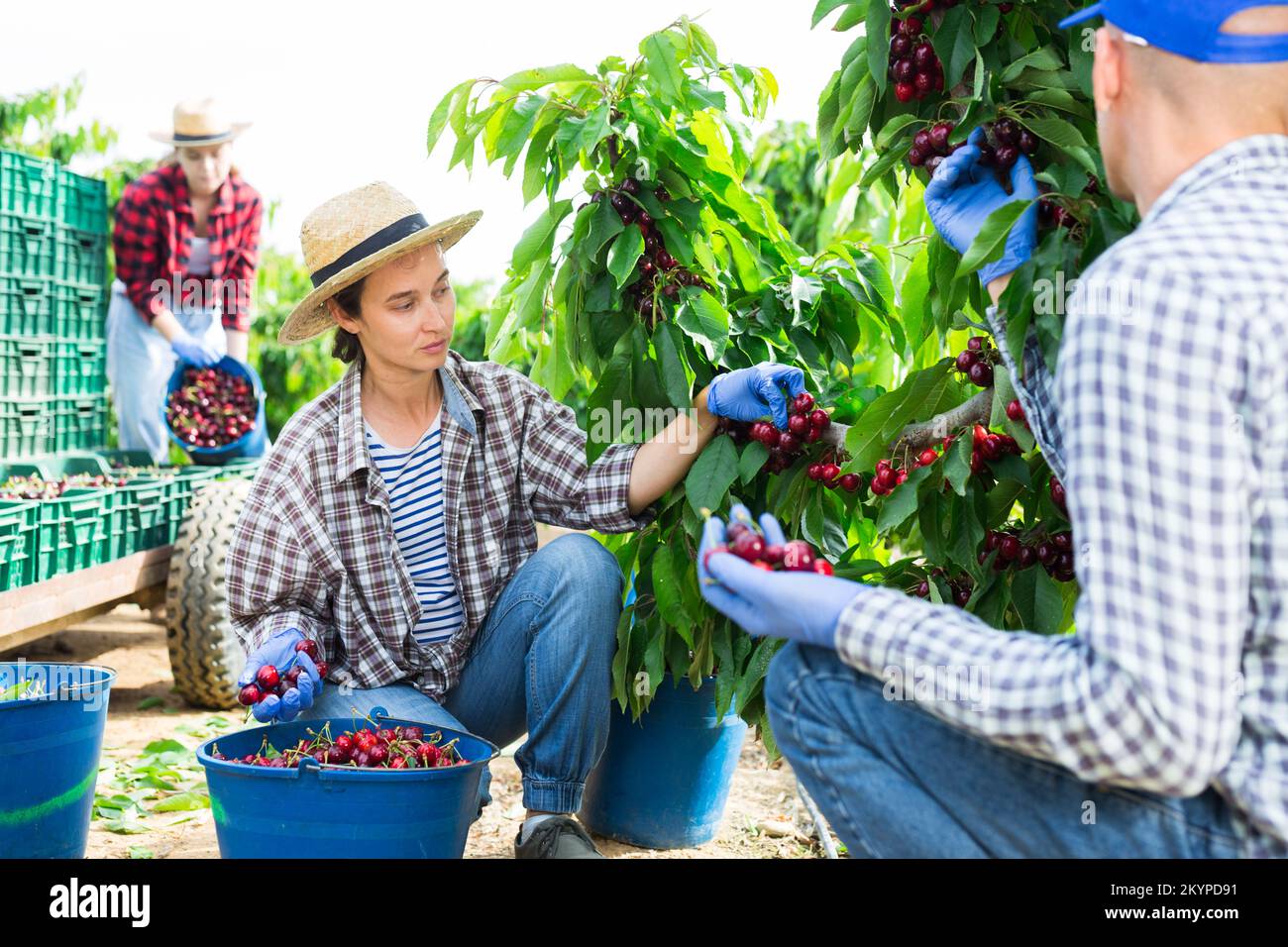 Female farm worker harvesting sweet cherries in garden Stock Photo - Alamy
