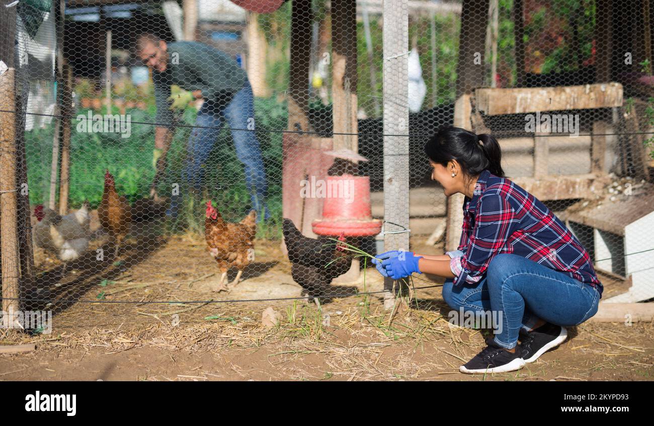 Adult woman feeding chickens hi-res stock photography and images - Alamy