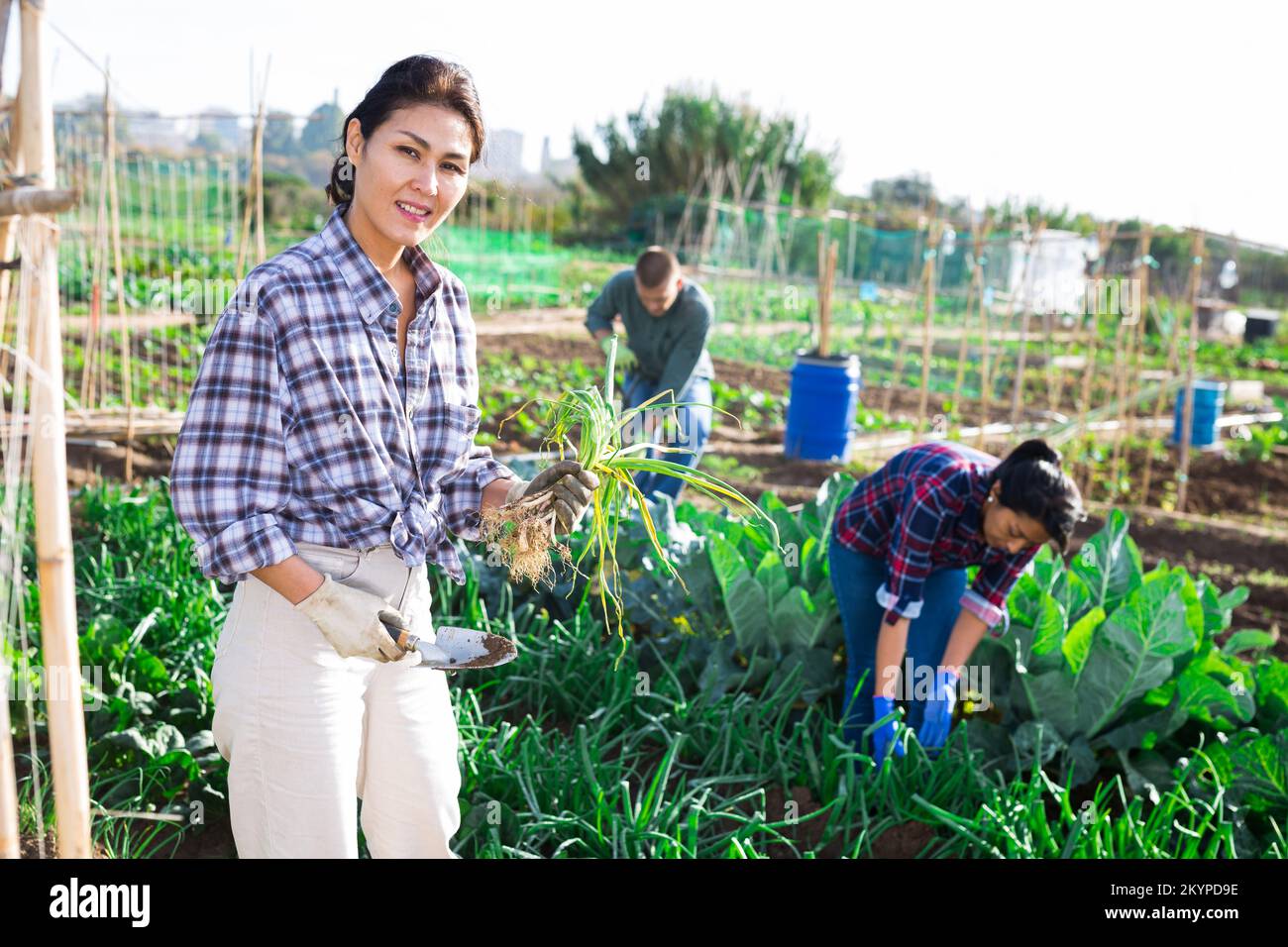 Asian woman gathering crop of scallions in garden beds Stock Photo - Alamy