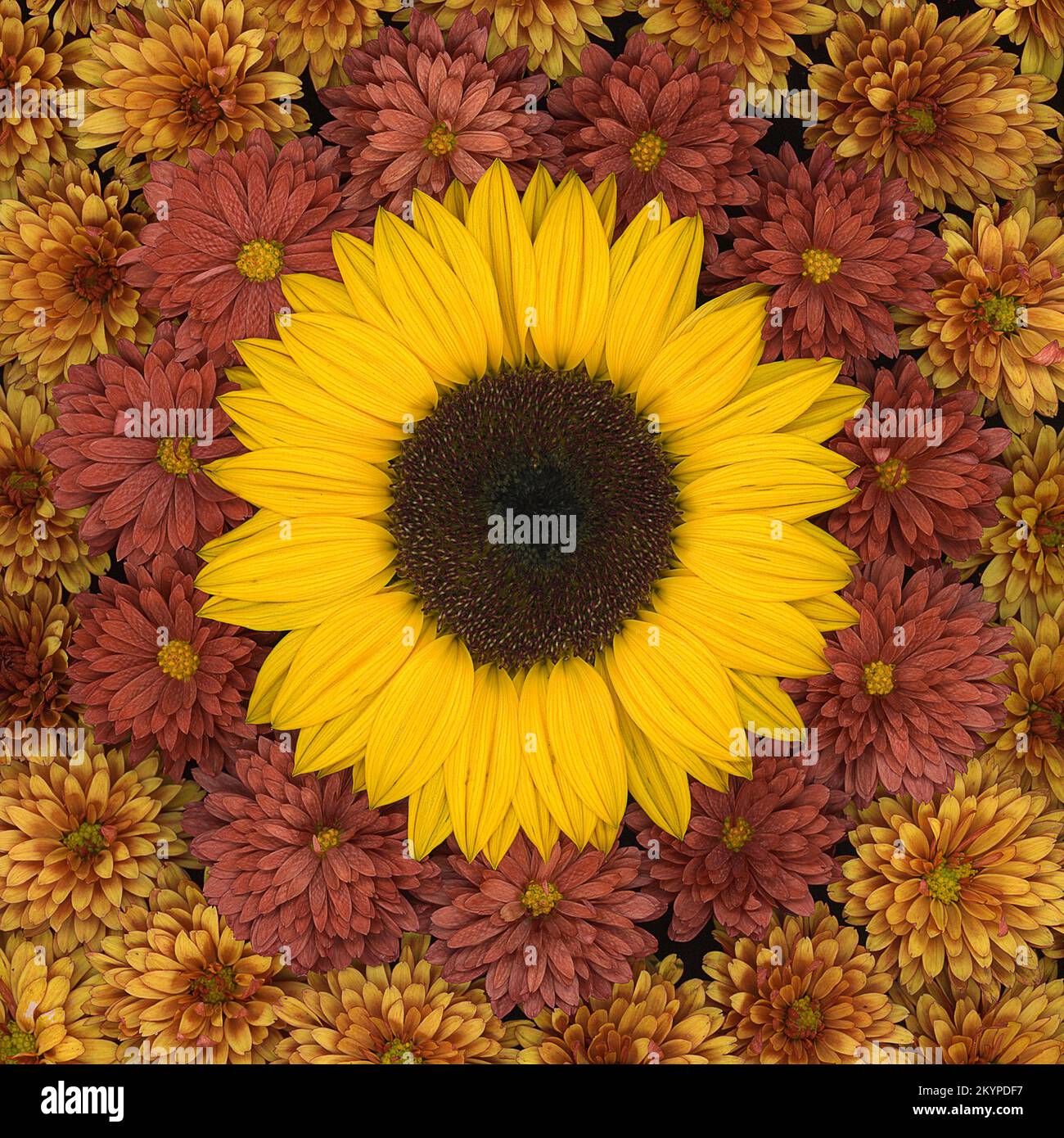 Arrangement with a single sunflower surrounded by chrysanthemum flowers ...