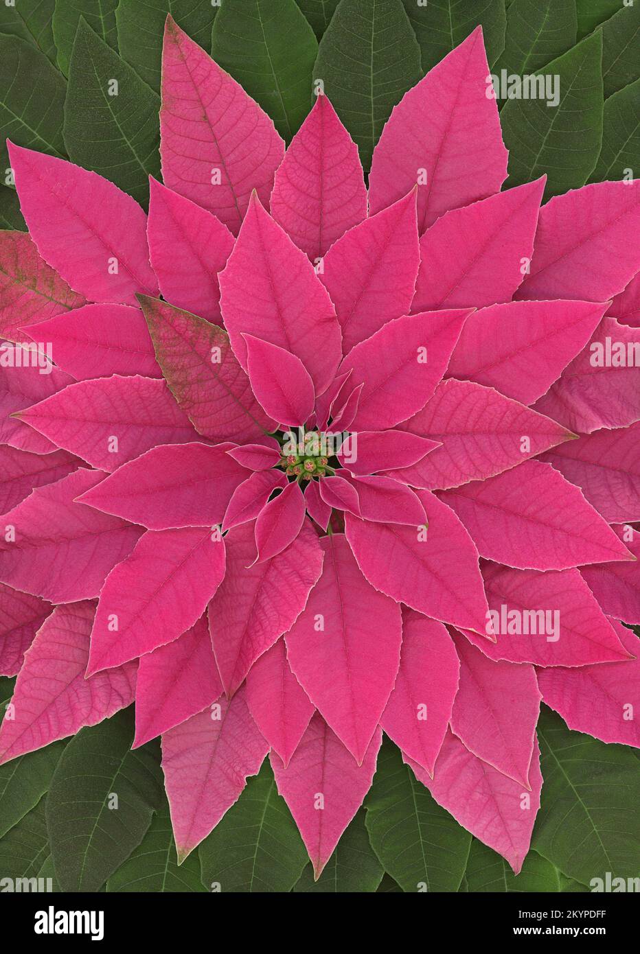 Arrangement with a single pink poinsettia flower and leaves seen from ...