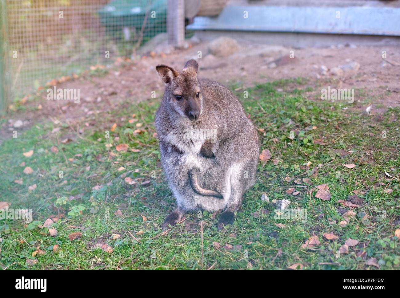 Kangaroo with a baby in her bag in the park on the grass. Vertical ...