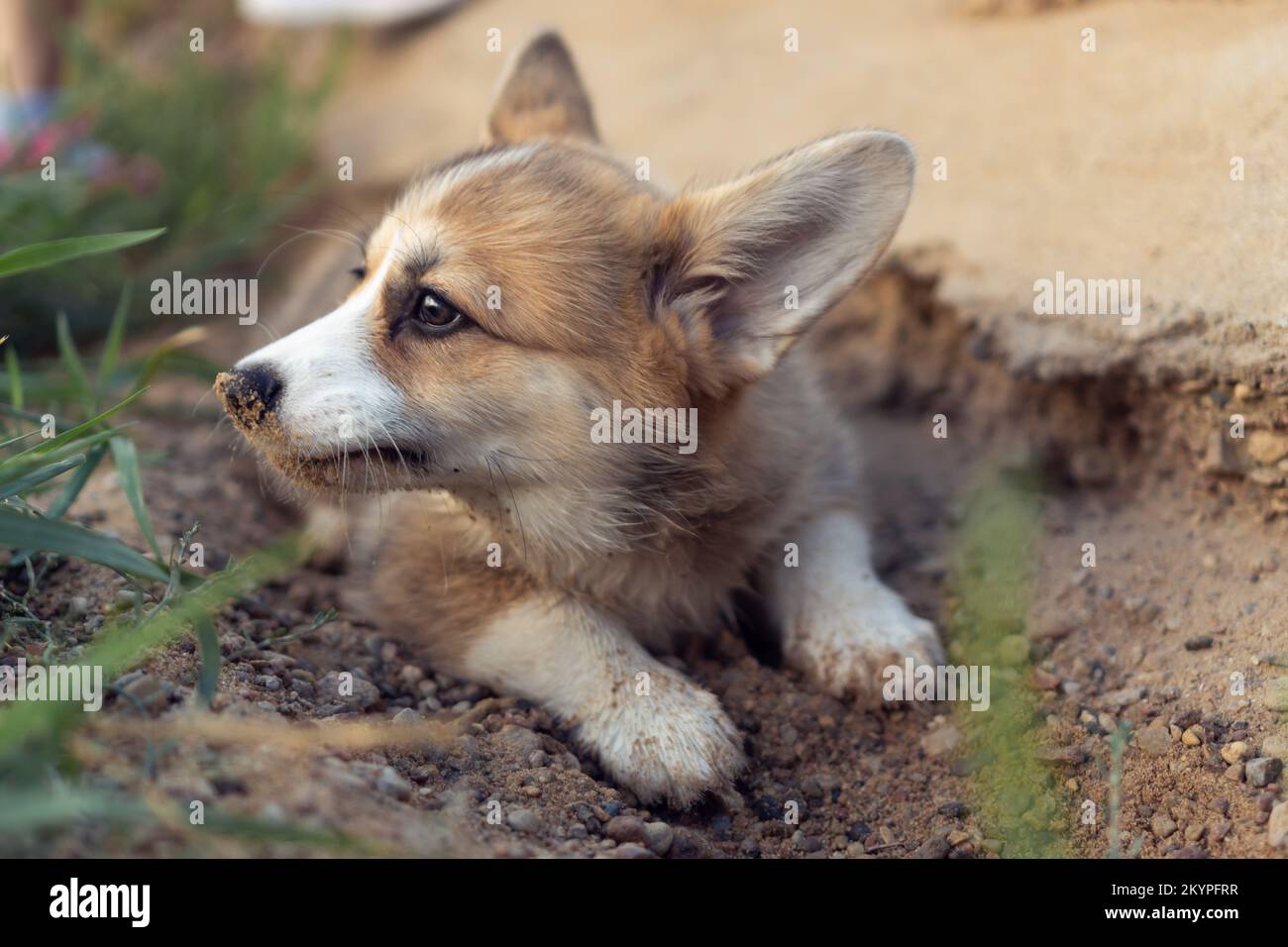 Charming little corgi dog with sandy nose lie on ground in pit and look ...