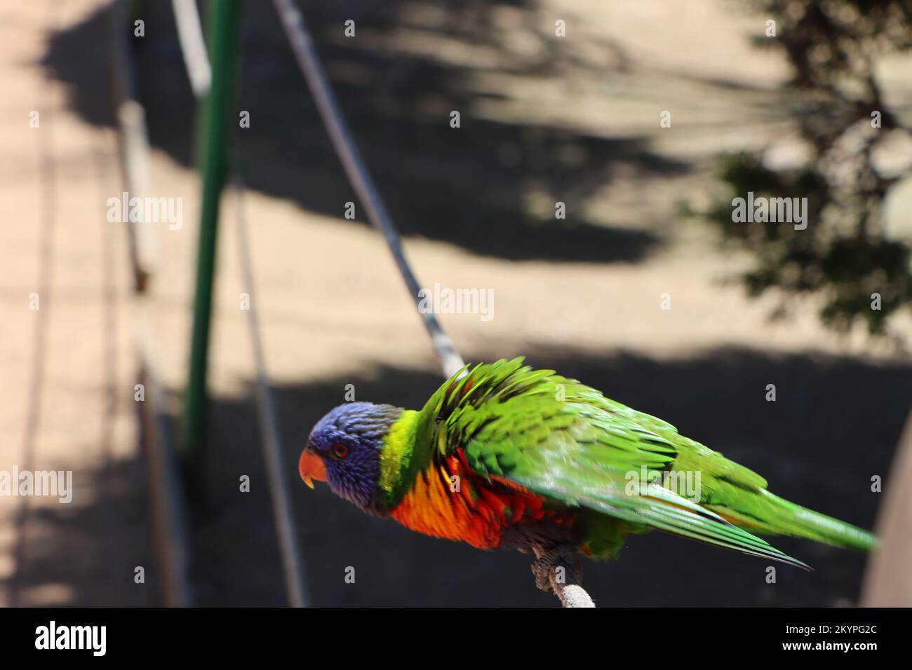 Australian parrot ,Rainbow Lorikeet Stock Photo - Alamy