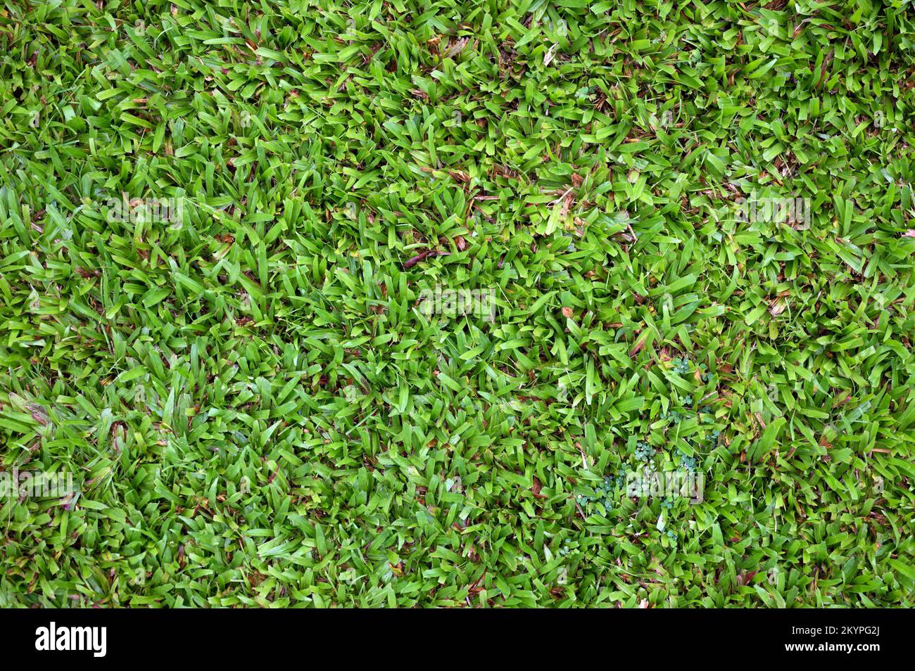 Wet green fresh cut of grass texture background close up view Stock ...
