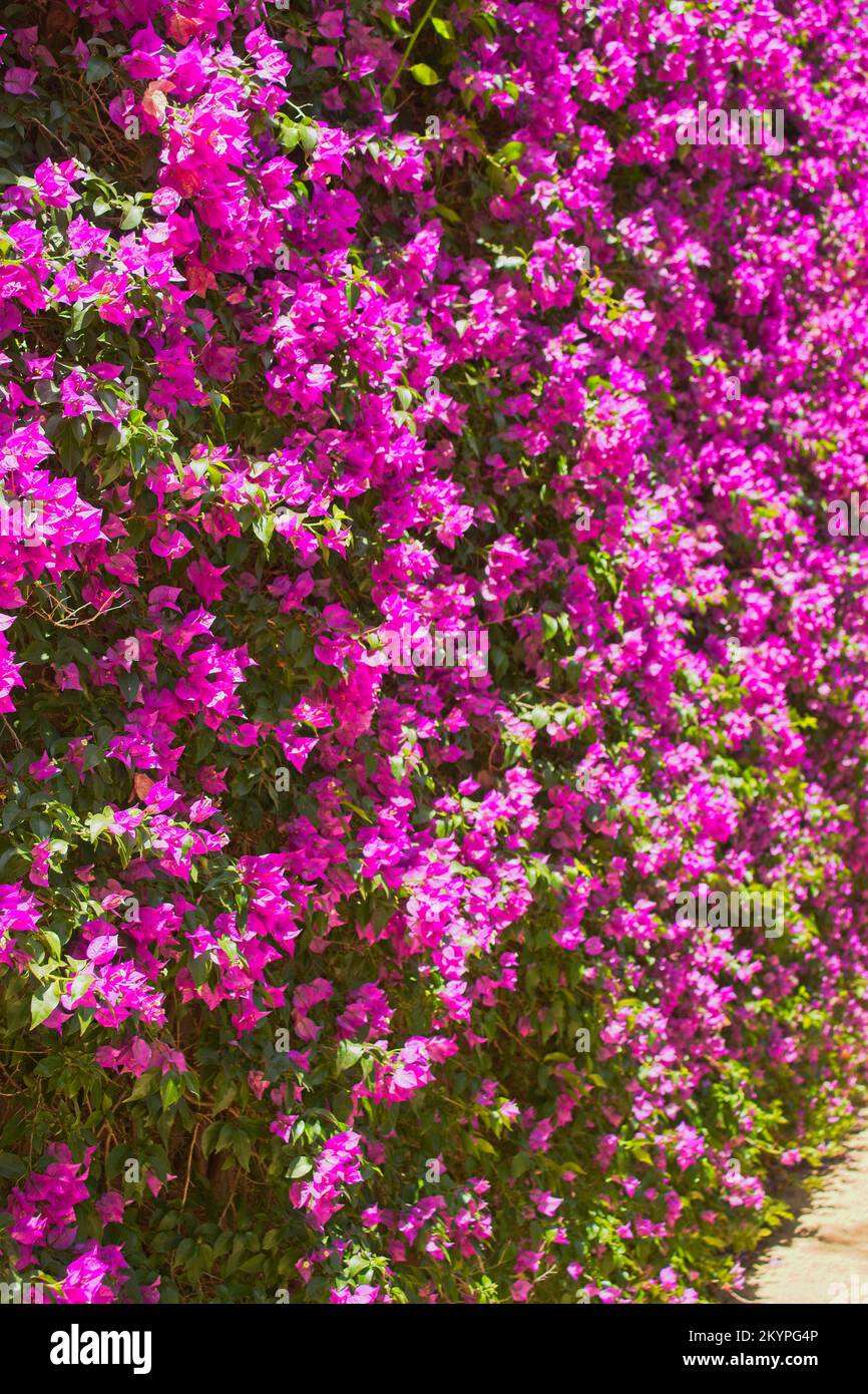 dwarf trinitarian flower, family nyctaginaceae, bougainvillea buttiana ...