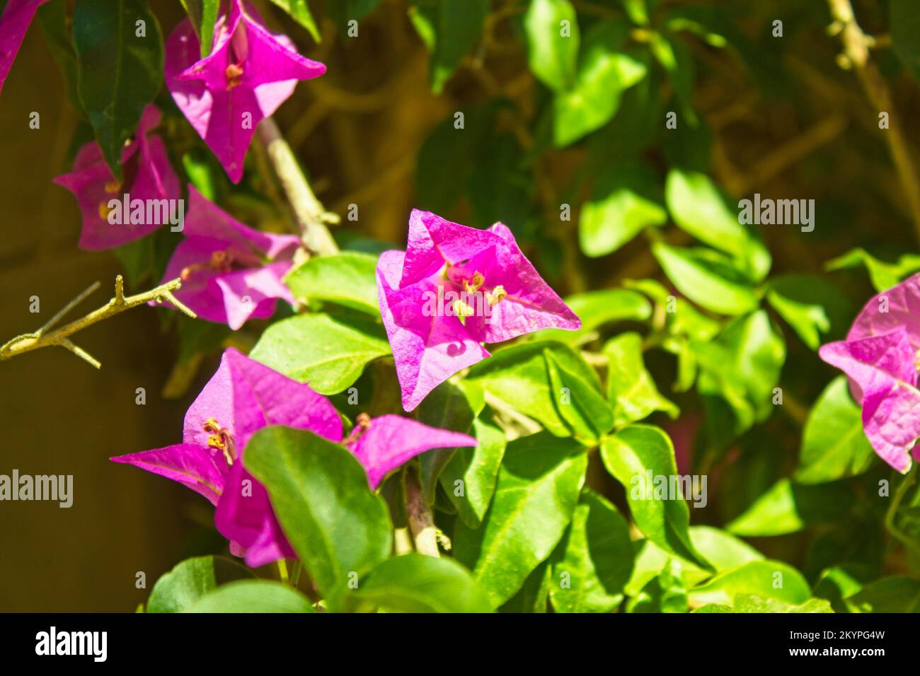 dwarf trinitarian flower, family nyctaginaceae, bougainvillea buttiana ...