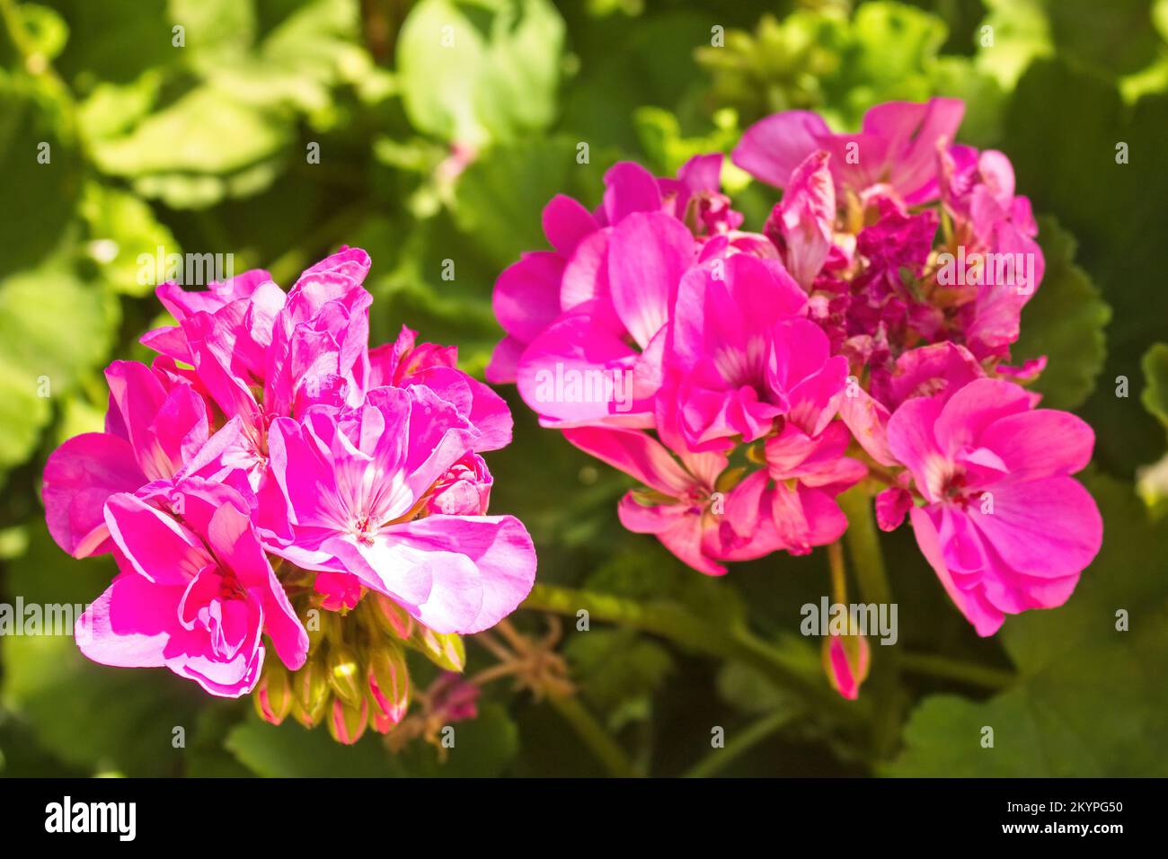 Common geranium hi-res stock photography and images - Alamy