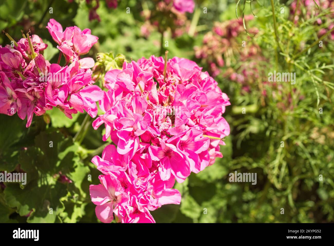 Common geranium hi-res stock photography and images - Alamy