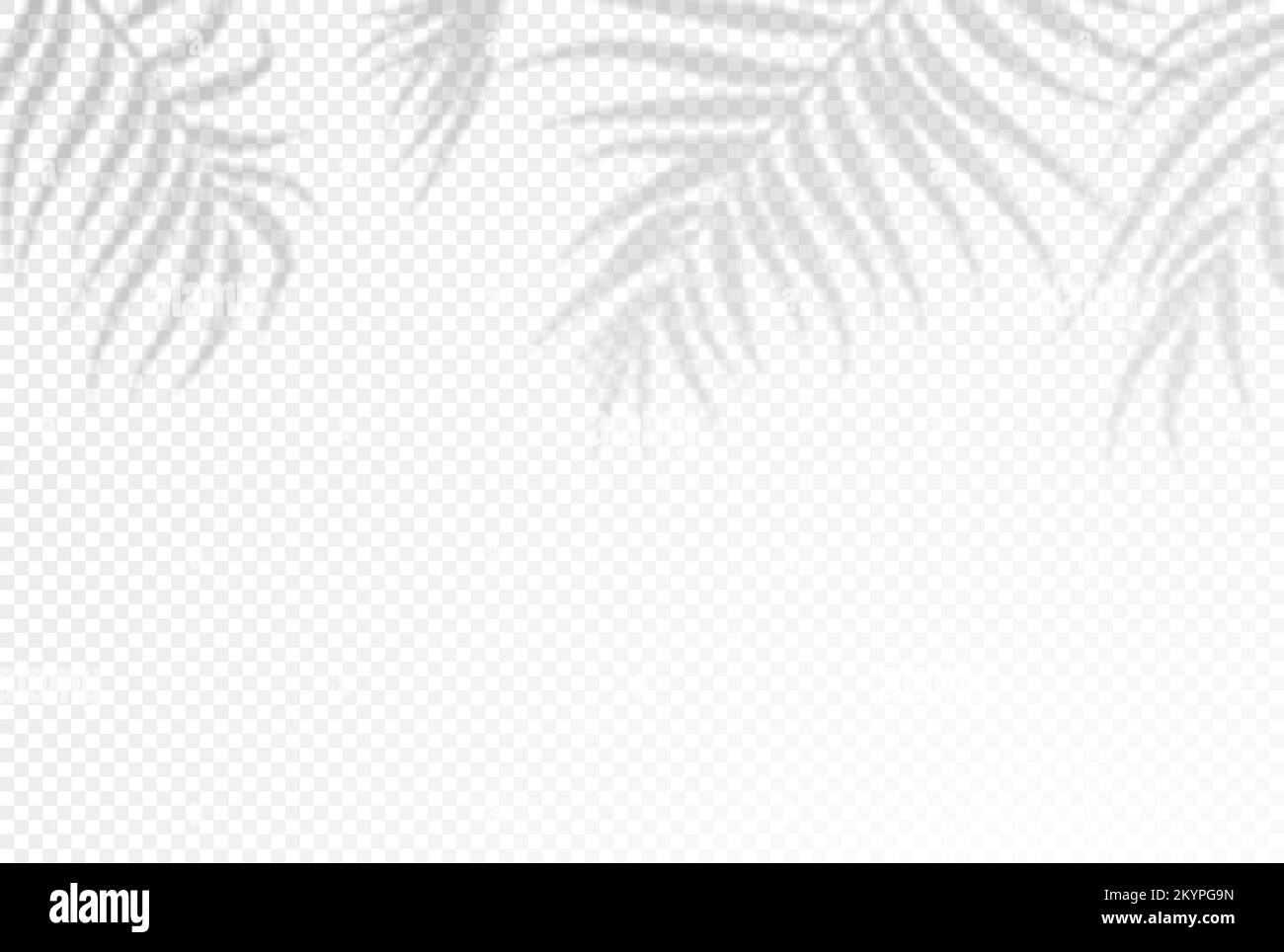 Realistic shadow of palms leaves on transparent background. Tropical ...