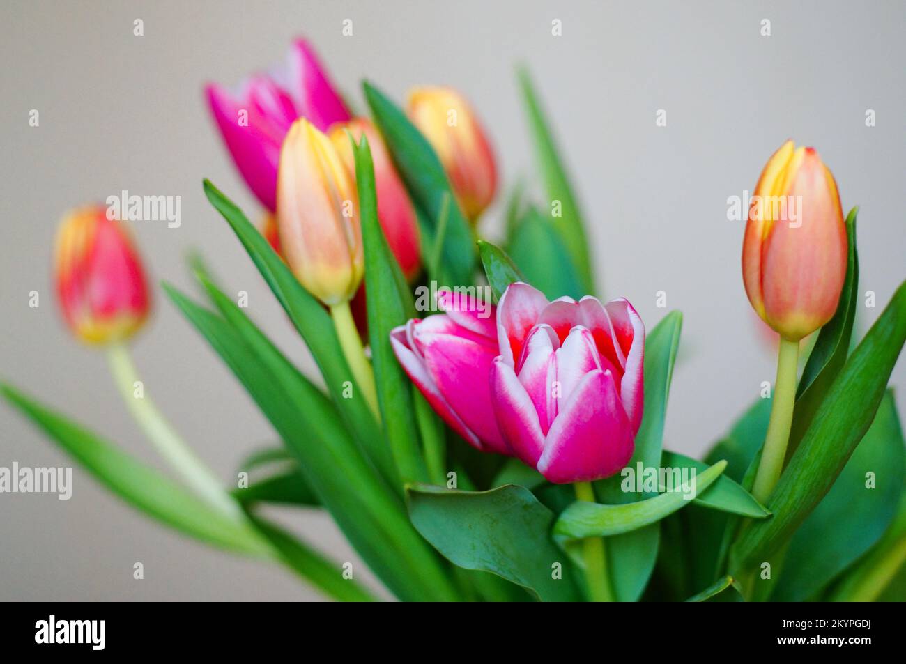 Multicolored tulips on grey background. Front view. Horizontal. Spring ...