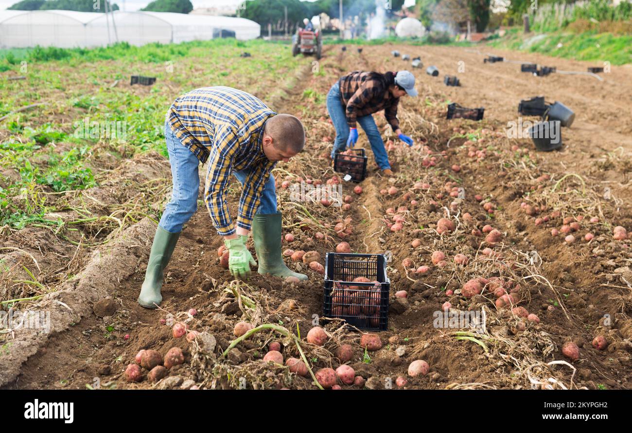 Man farmer while harvesting of potatoes on farmer field Stock Photo - Alamy