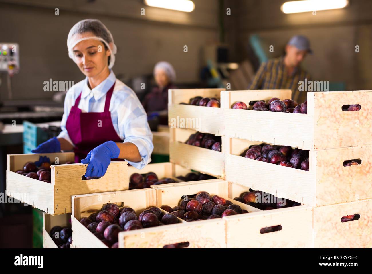 Young woman arranging boxes of harvested plums at farm warehouse Stock ...
