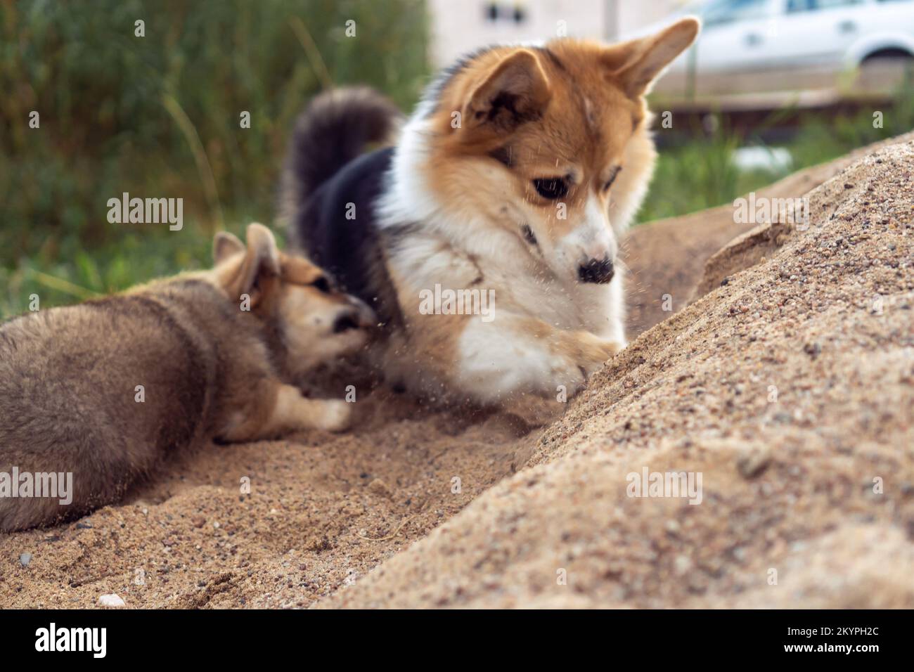 Funny little corgi dogs play in sand pile. Purebred dog, pet, domestic ...