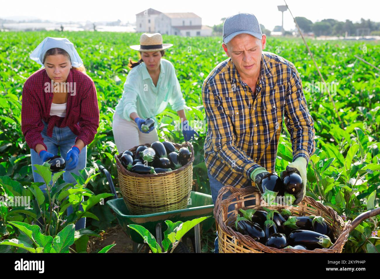 Three hardworking farmers harvest ripe eggplants Stock Photo - Alamy