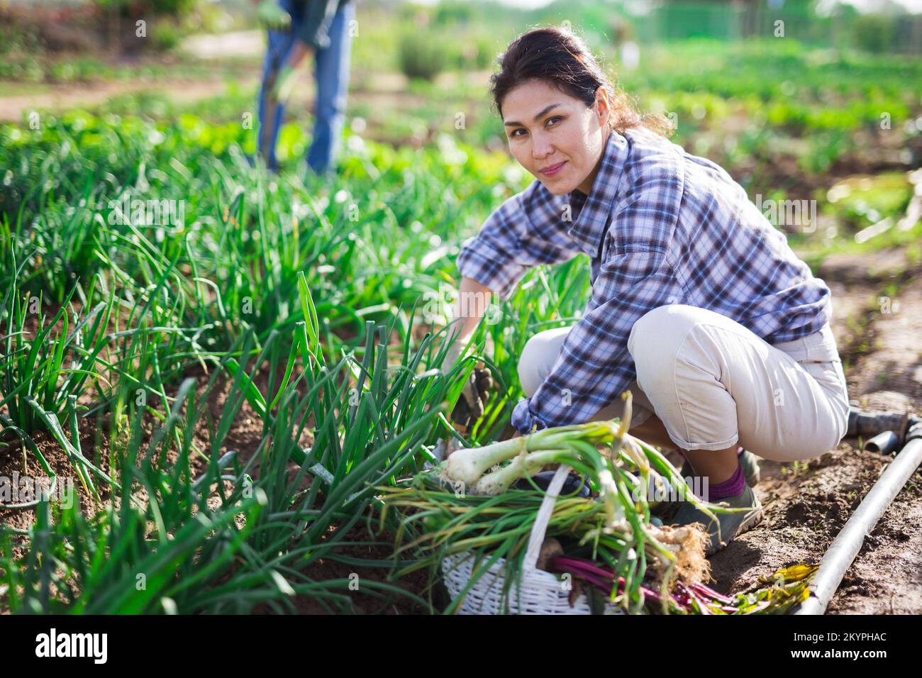 Asian woman gathering crop of scallions in garden beds Stock Photo - Alamy