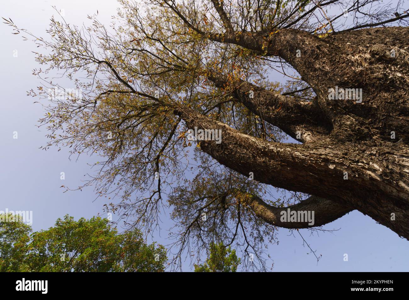 Tree in the Pere Lachaise Cemetery, the largest cemetery in the city of ...