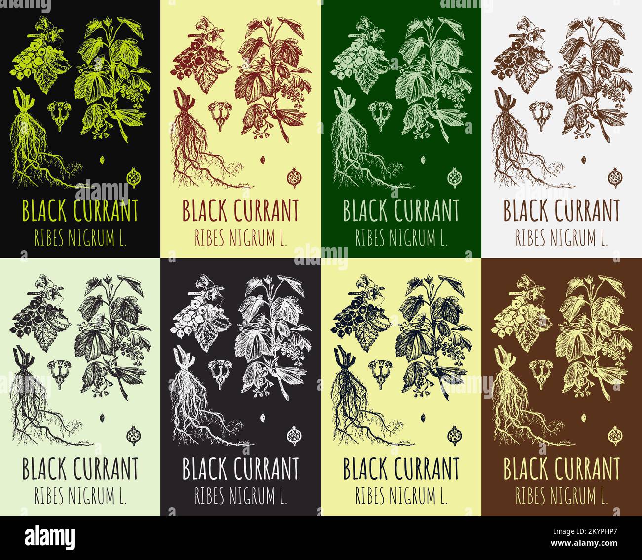 Set of vector drawings of Black currant in different colors. Hand drawn ...