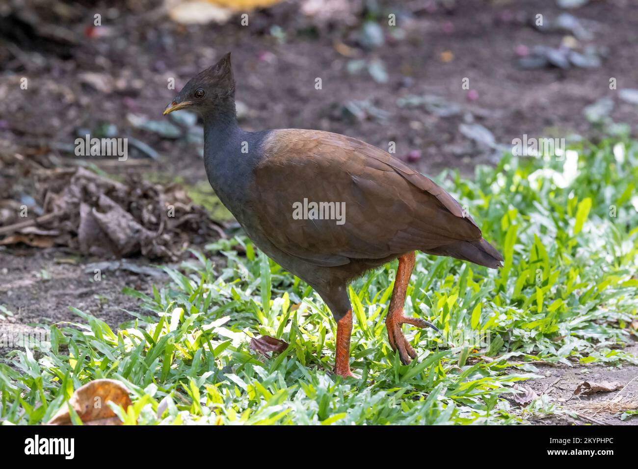 Australian Orange-footed Scrubfowl insearch of food Stock Photo - Alamy