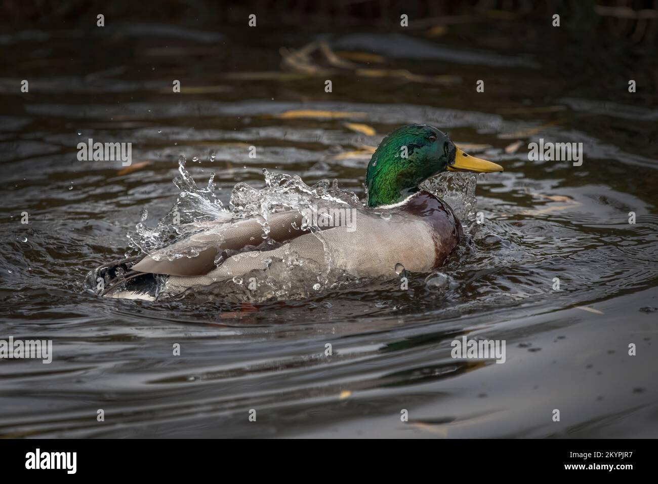 What a splash from a Mallard duck Stock Photo - Alamy