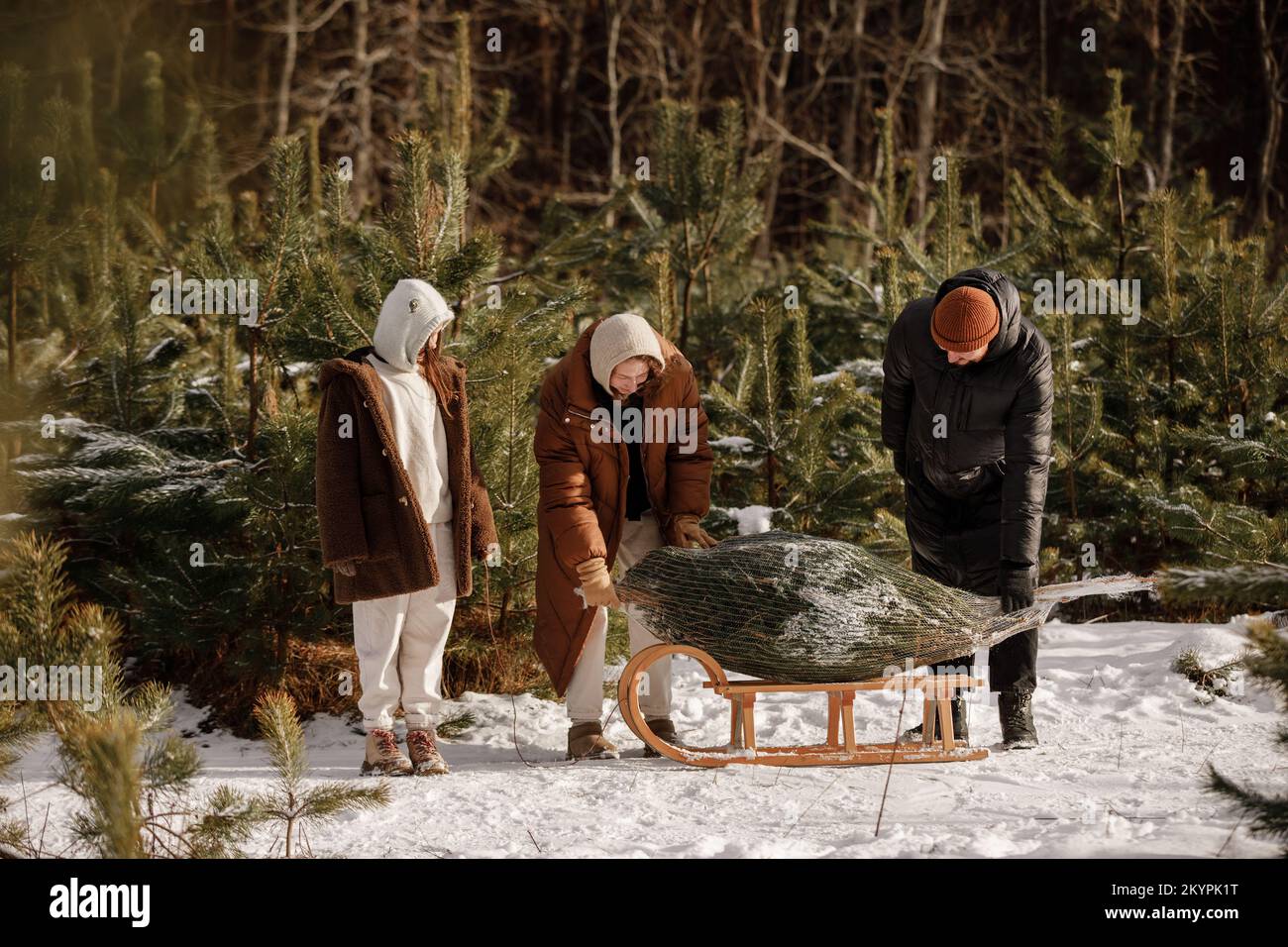 Young father, mother and child daughter are putting fir tree on sledge ...