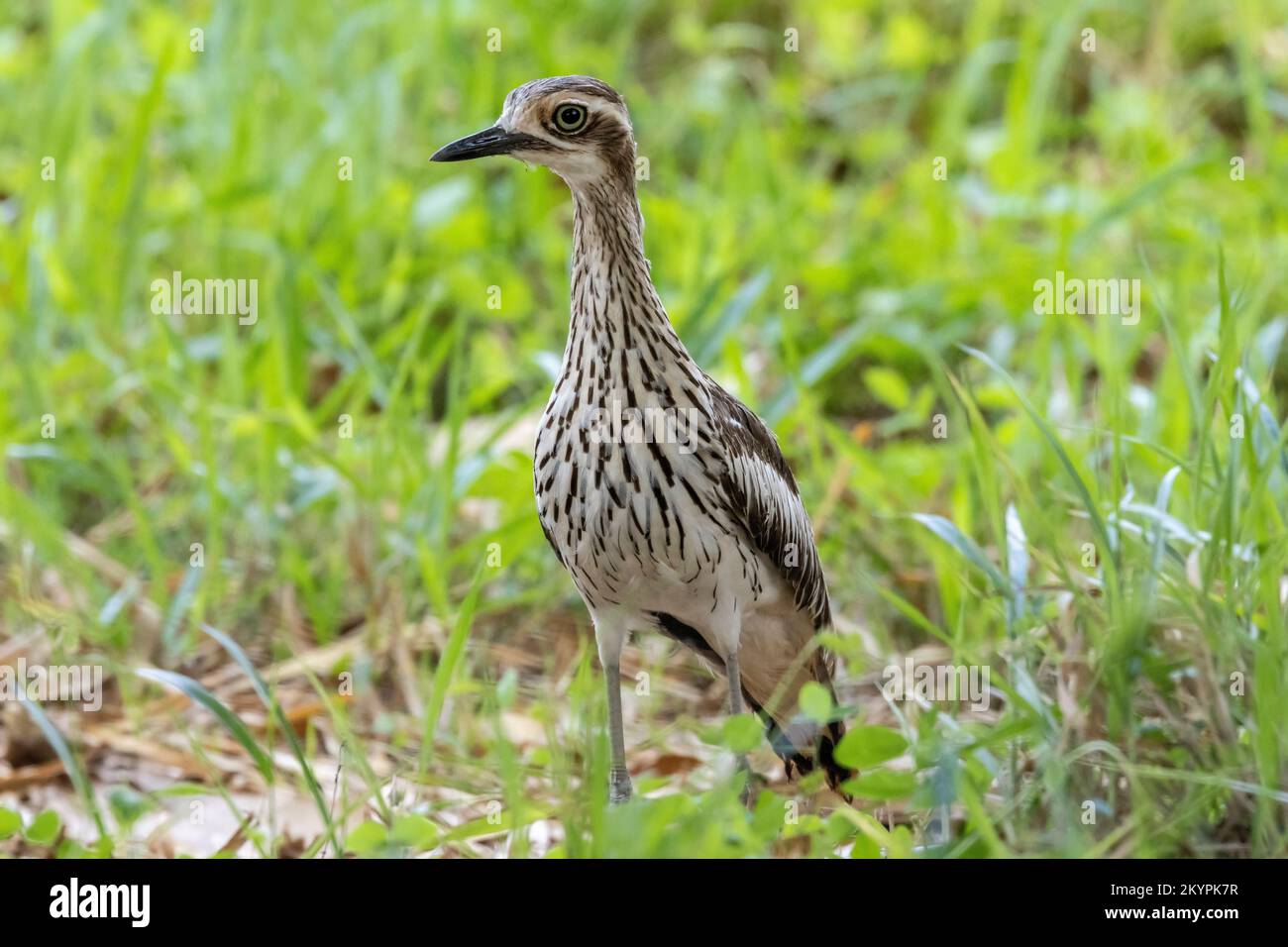 Australian Bush-Stone Curlew in grass Stock Photo - Alamy