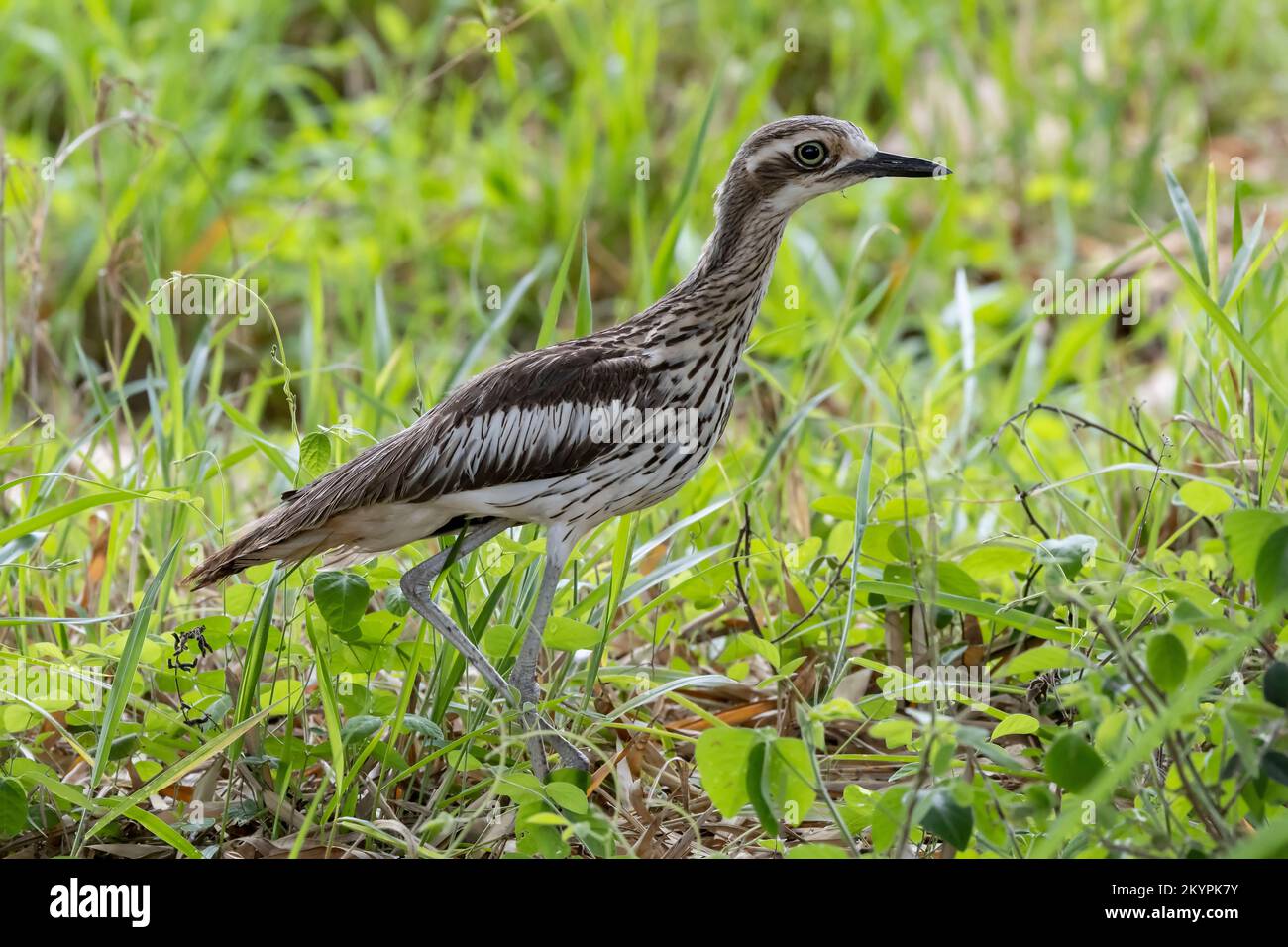Australian Bush-Stone Curlew in grass Stock Photo - Alamy