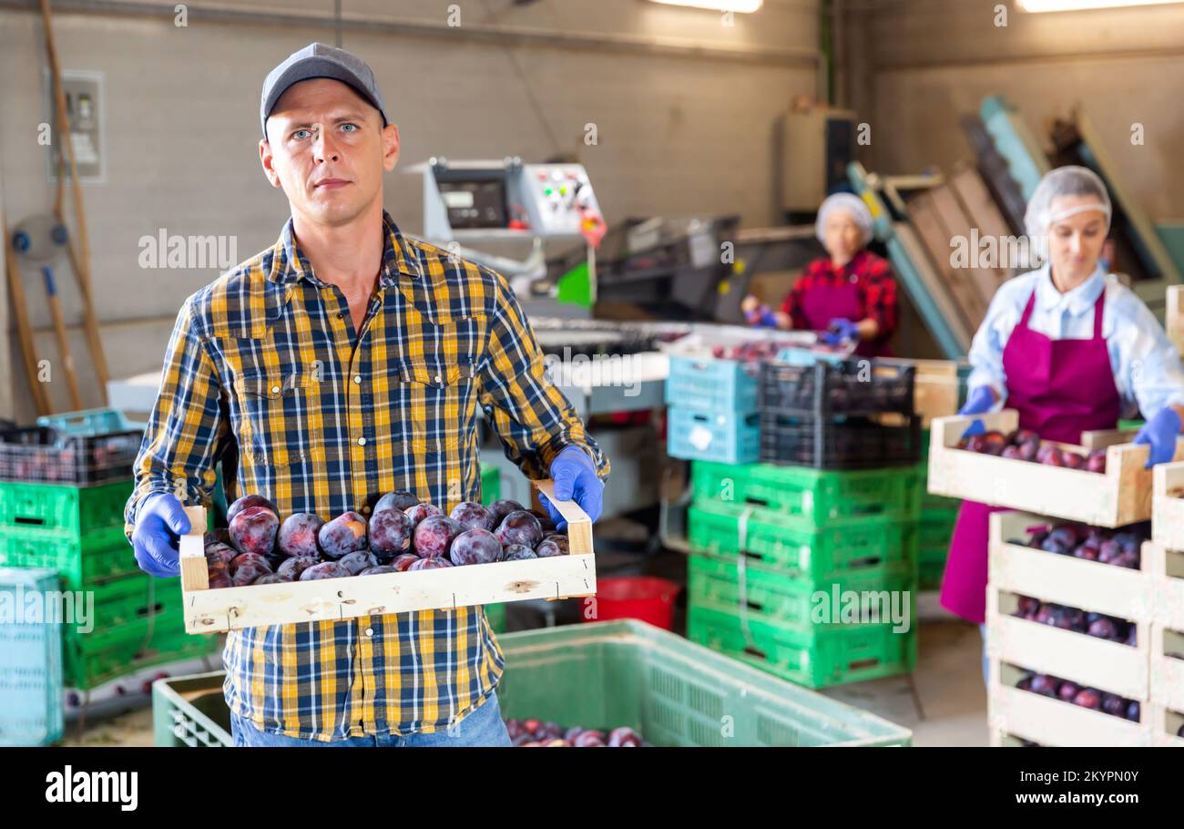 Man stacking boxes with plums at fruit warehouse Stock Photo - Alamy
