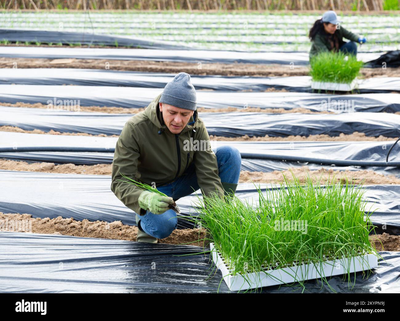 Farmer planting bulbs in farm field Stock Photo - Alamy
