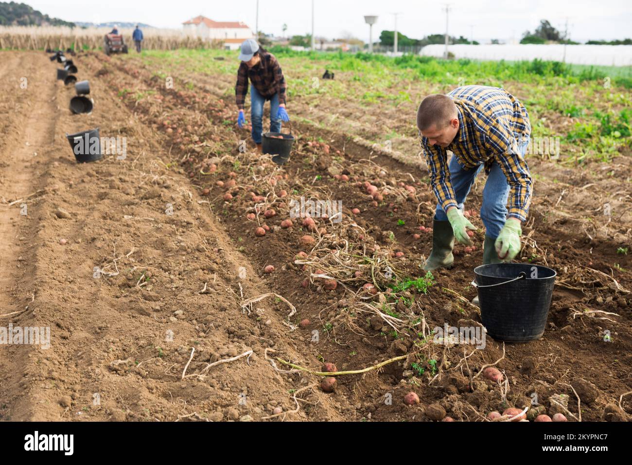 People picking potatoes hi-res stock photography and images - Alamy