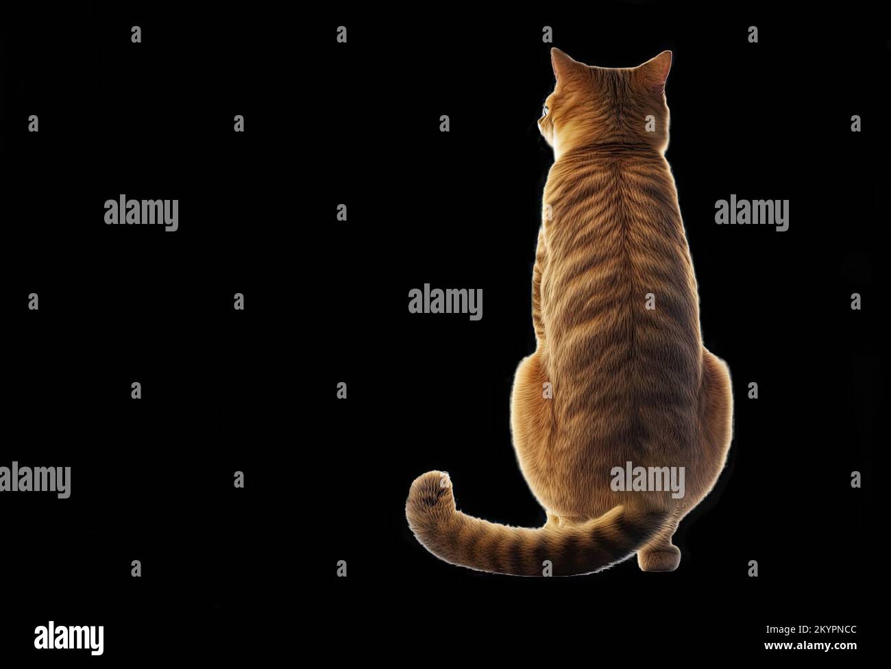 Backside view of red cat sitting isolated on black background. Rear ...