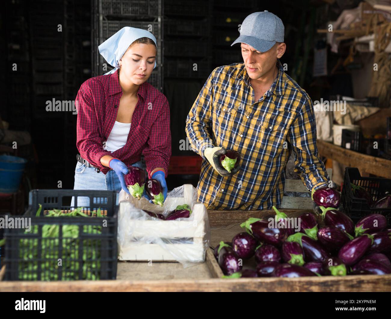 Farmers sort the recently harvested crop in the warehouse, putting it ...