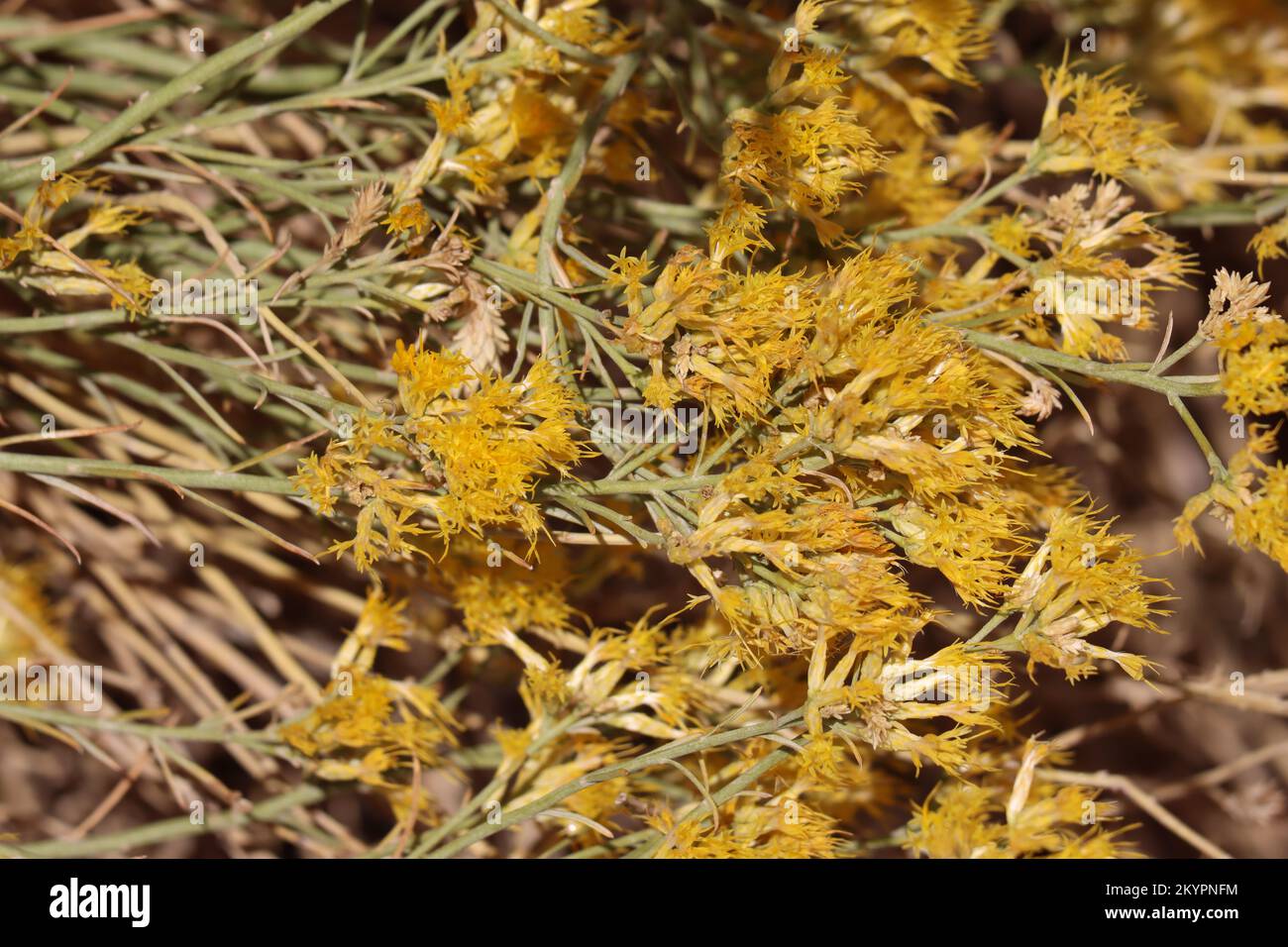 Yellow flowering racemose discoid head inflorescences of Ericameria ...