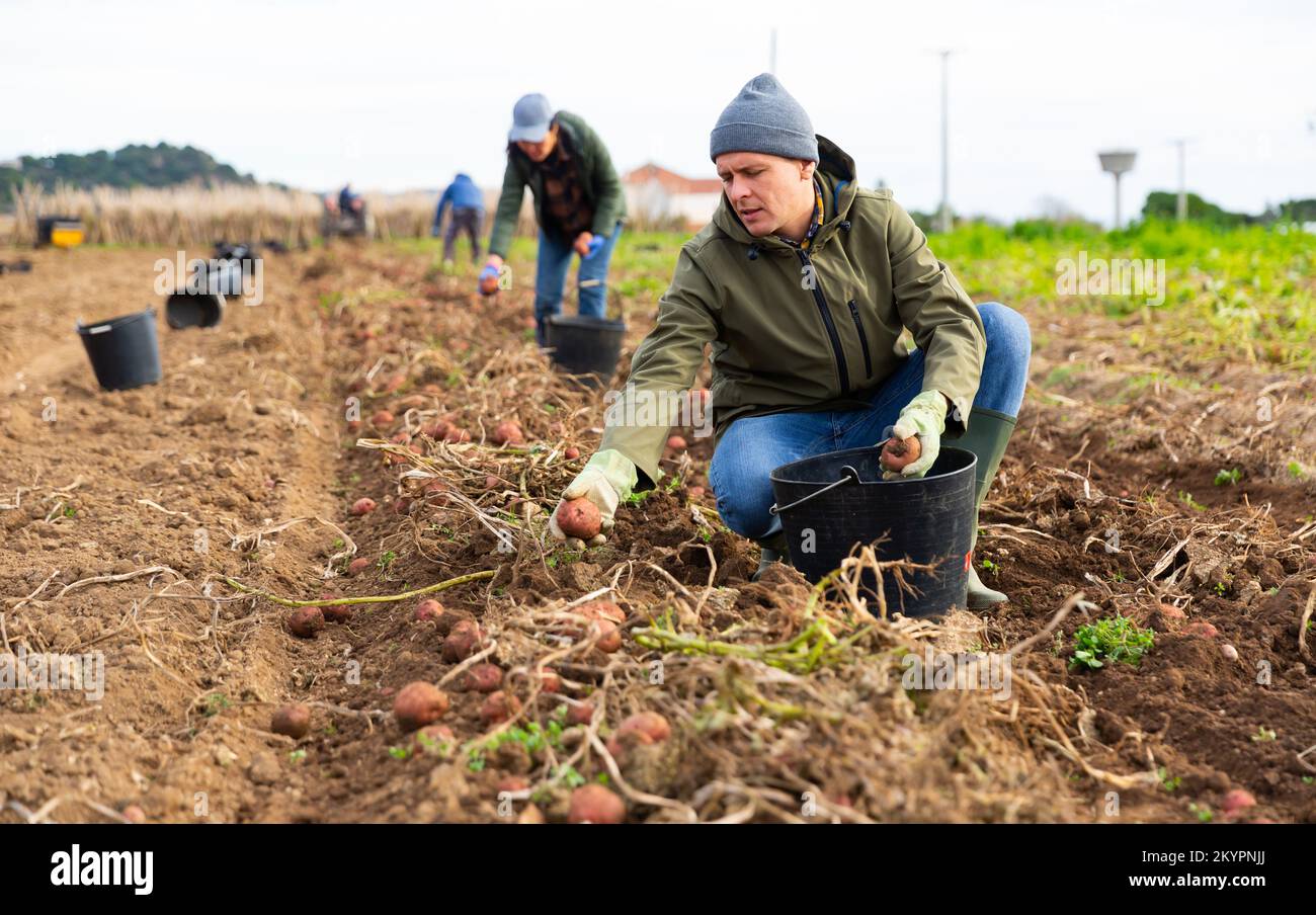 Farmer man potatoes on hi-res stock photography and images - Alamy