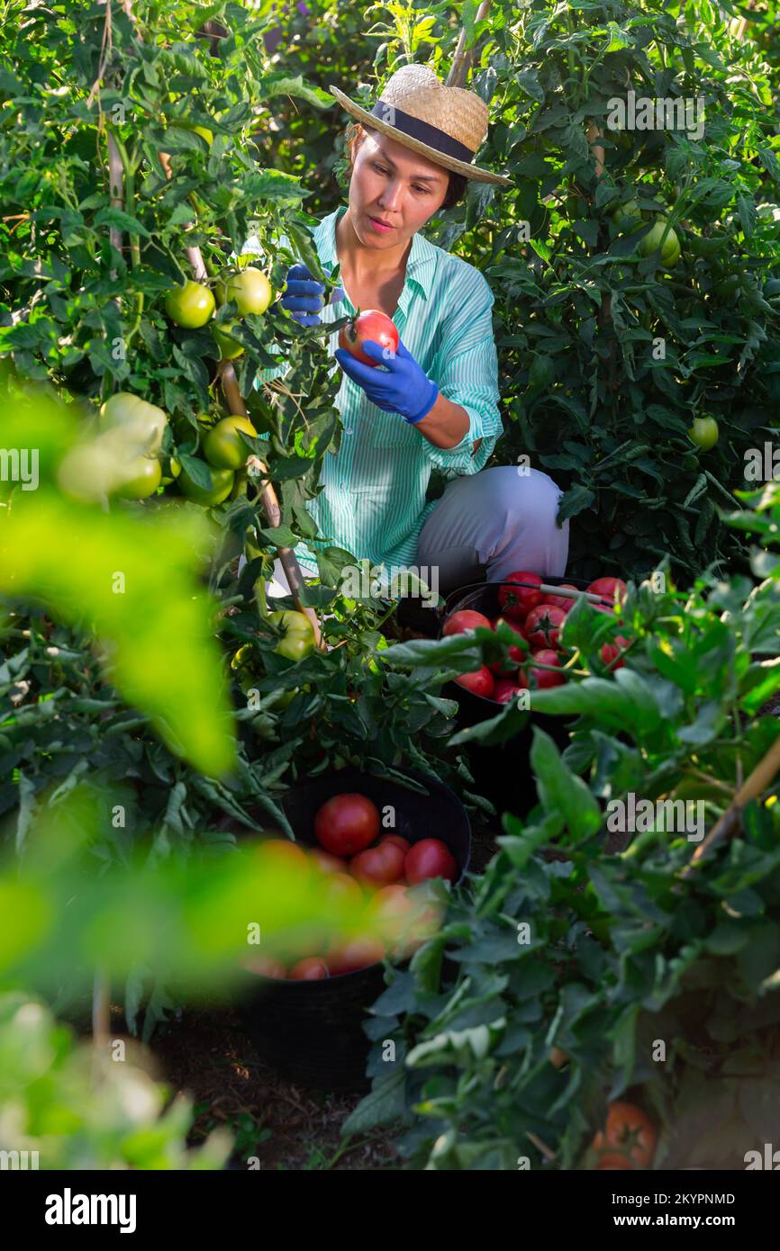 Tomato picker hi-res stock photography and images - Alamy