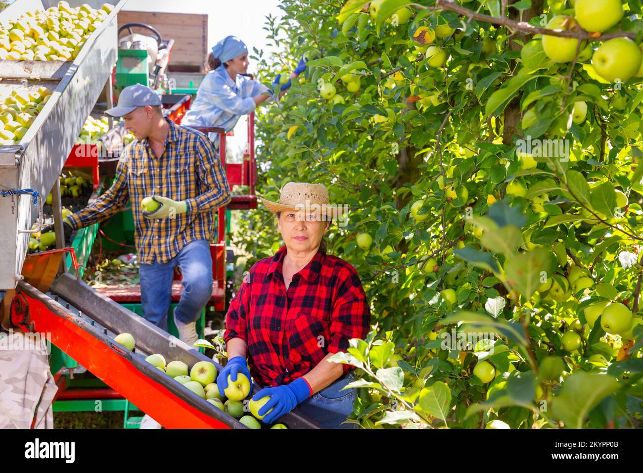 Farmers working on harvesting platform, picking apples Stock Photo - Alamy