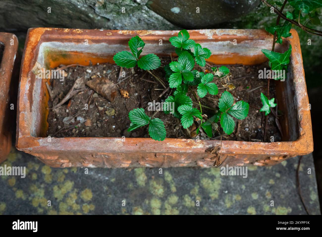 Top close up view to rectangular clay pot with young fresh strawberry ...