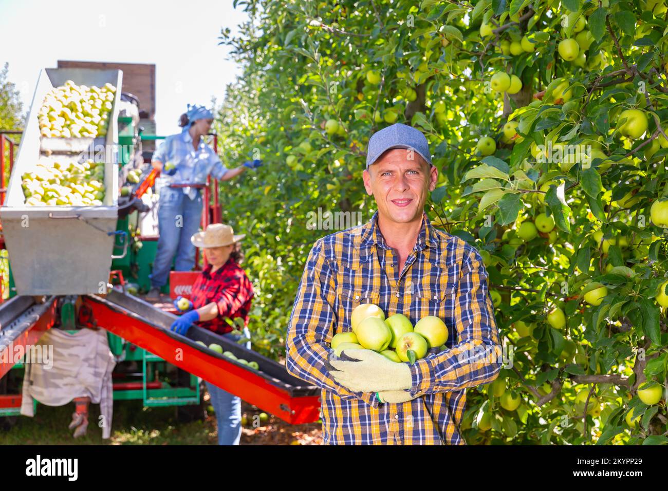 Male worker gathering harvest of golden apples Stock Photo - Alamy